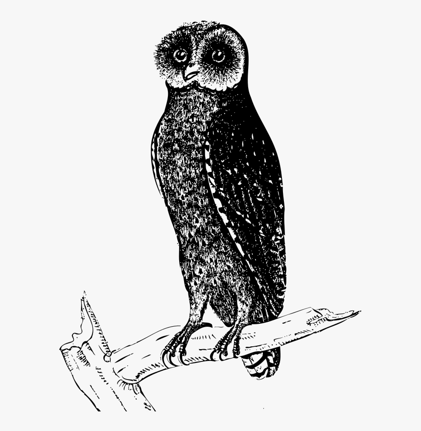 Bay Owl - Line Drawings Of Owls In Tree, HD Png Download , Transparent ...
