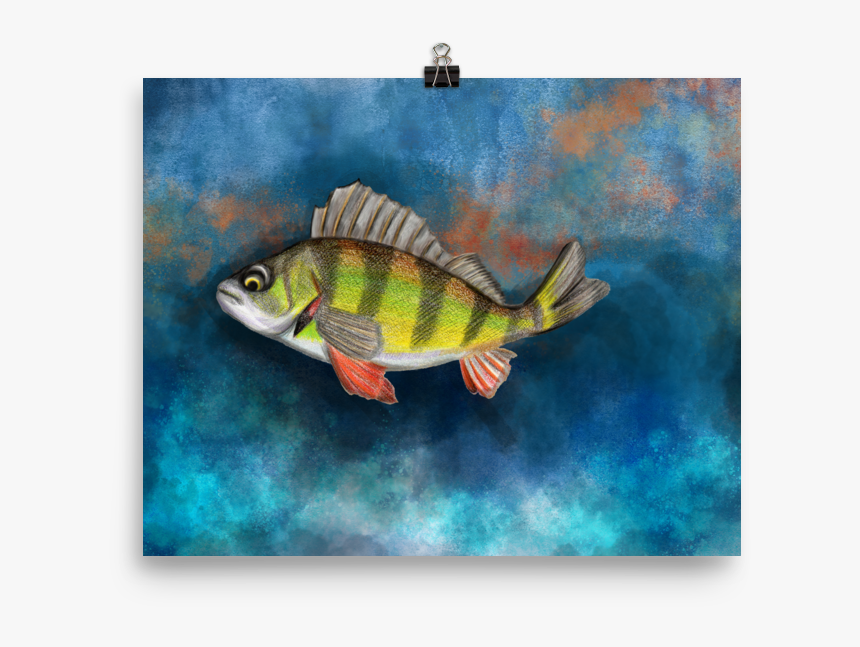 Yellow Perch Fish Color Art Print - Yellow Perch Drawing, HD Png ...