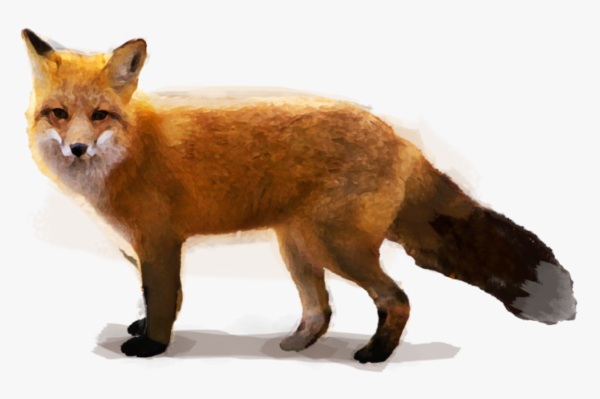 Red Fox - Swift Fox, HD Png Download , Transparent Png Image - PNGitem