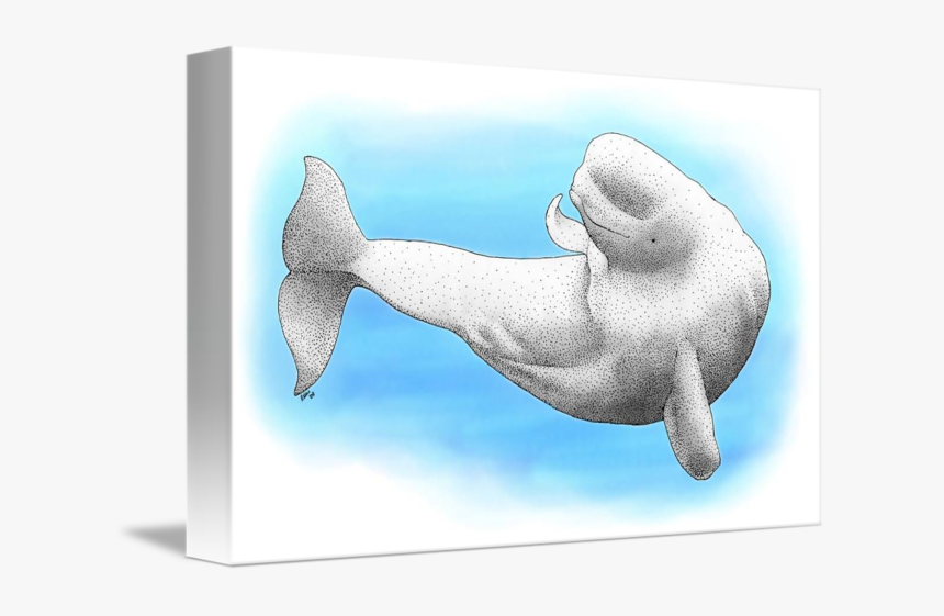 Beluga Whale - Beluga Whale Drawing, HD Png Download , Transparent Png ...