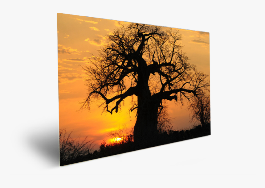 High Resolution Baobab Tree, HD Png Download , Transparent Png Image ...