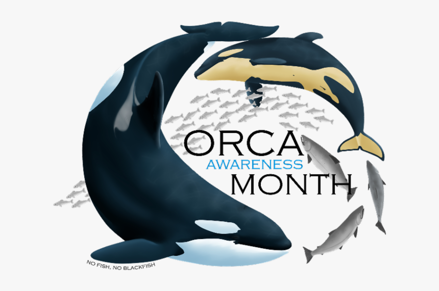 Southern Resident Orca Body, HD Png Download , Transparent Png Image ...