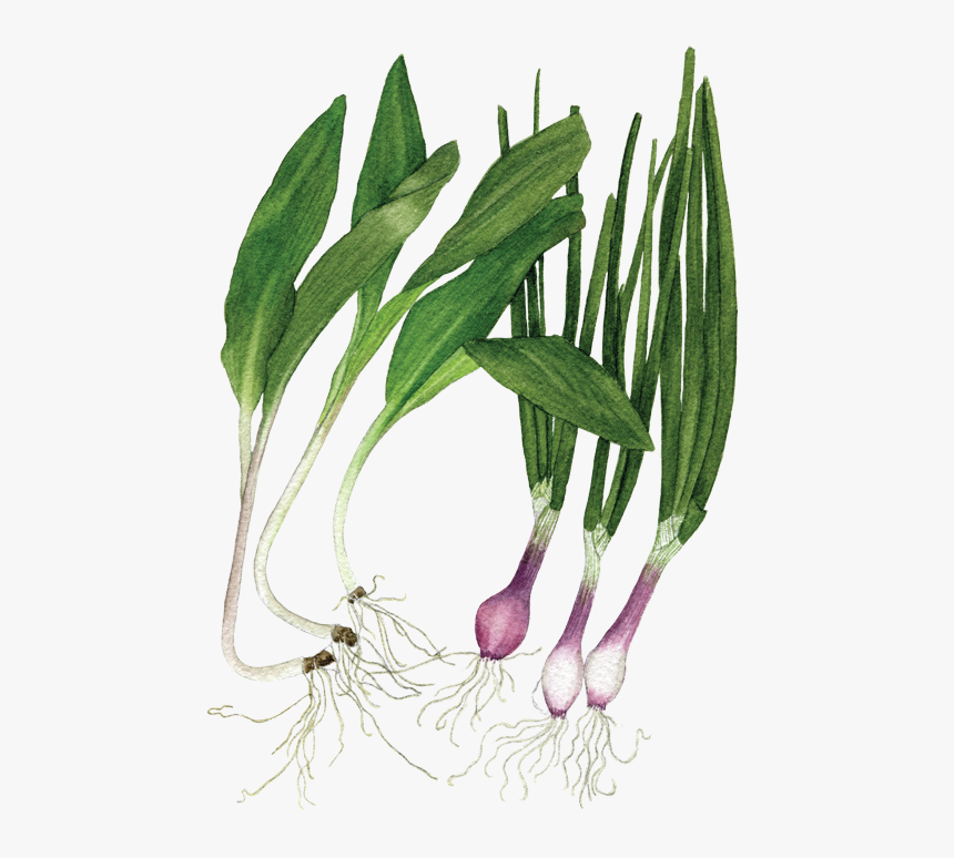 Ramps Spring Onions, HD Png Download , Transparent Png Image - PNGitem