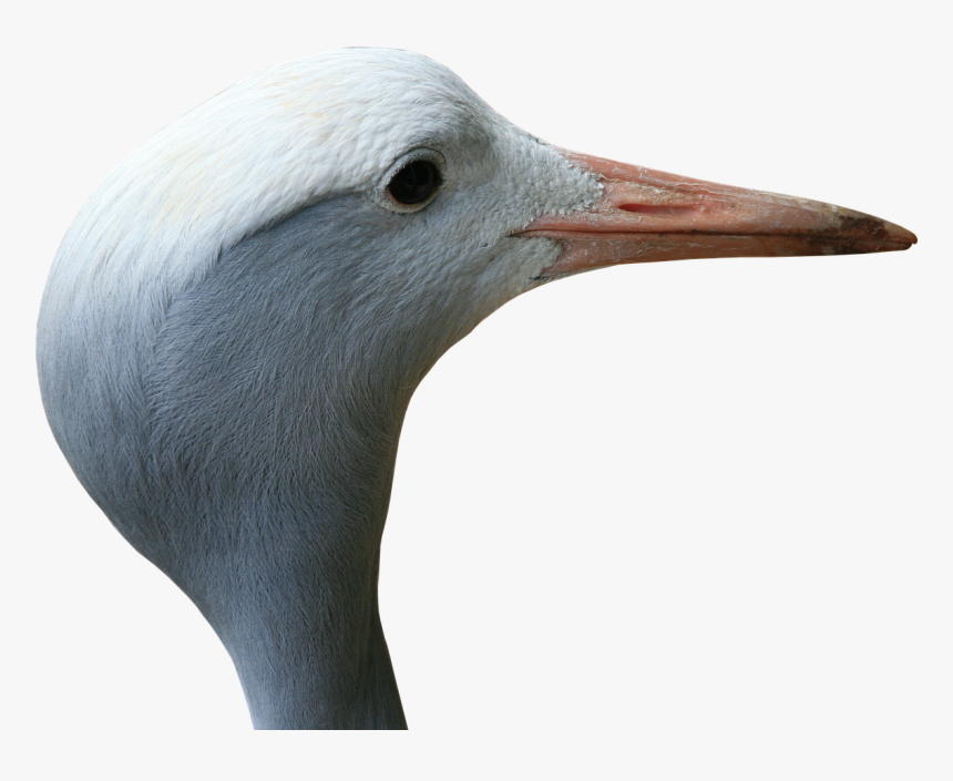 Transparent Bird Head Png - Seabird, Png Download , Transparent Png ...
