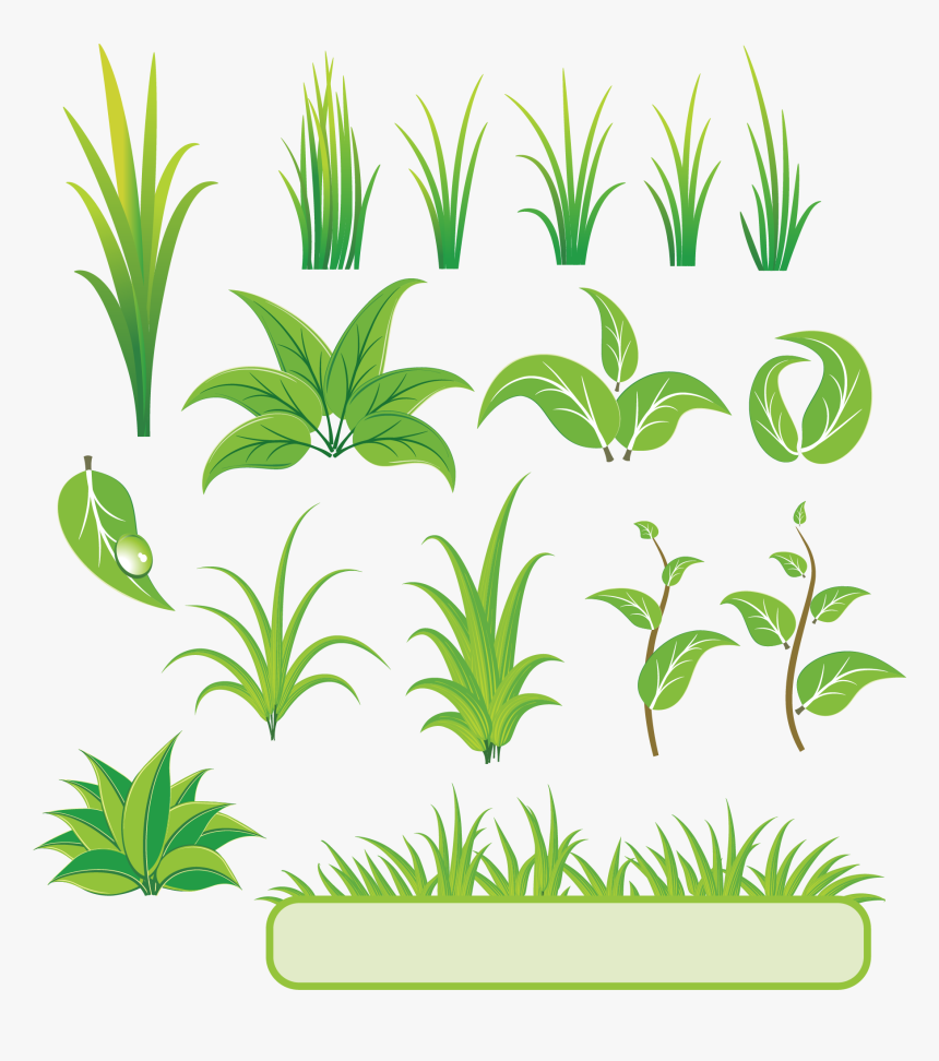 Plant Vectors, HD Png Download , Transparent Png Image - PNGitem