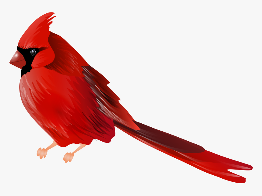 Cardinal Bird Png, Transparent Png , Transparent Png Image - PNGitem