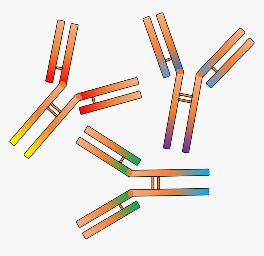 Antibody Clipart
