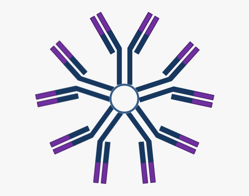 Immunoglobulins Igm Structure Of - Structure Of Igm Antibody, HD Png ...