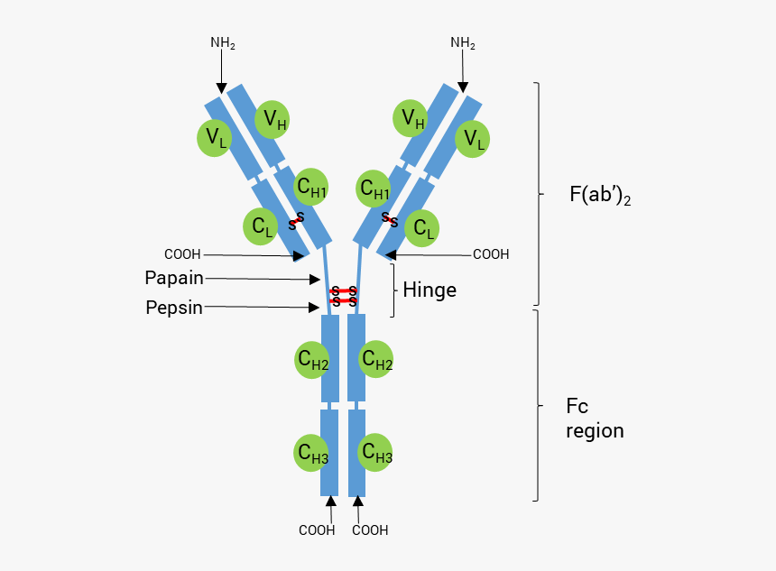 Schematic Structure Of An Antibody - Antibody Nc Terminus, HD Png ...