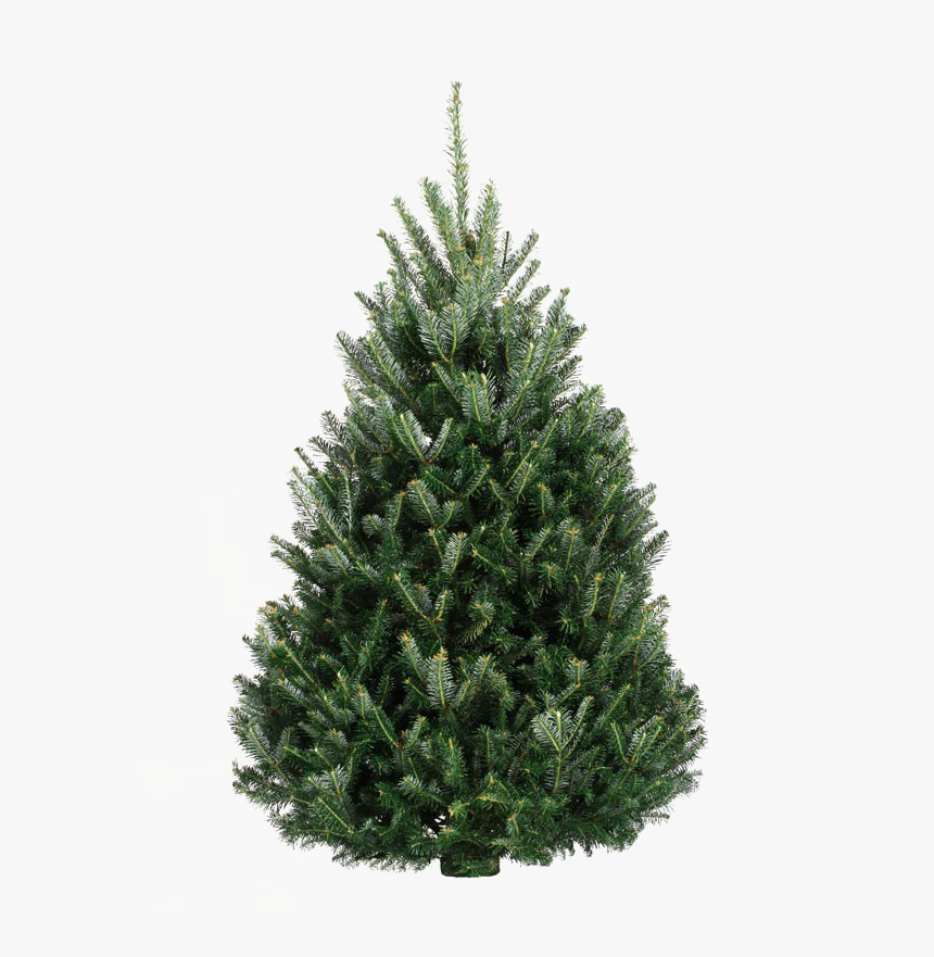 Fir Tree Png Free Background - Fir Tree In A Pot, Transparent Png ...