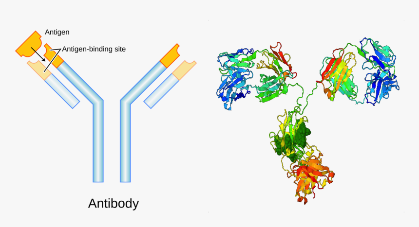 Antibody For Kids, HD Png Download , Transparent Png Image - PNGitem