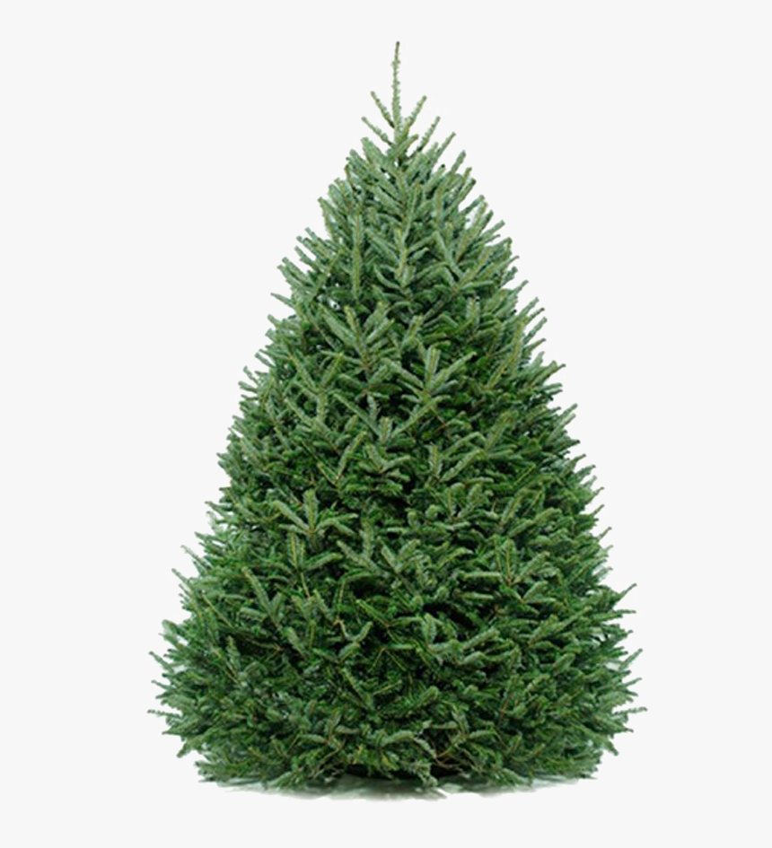 Fir Tree Png Free Image Download - Real Fir Christmas Tree, Transparent ...