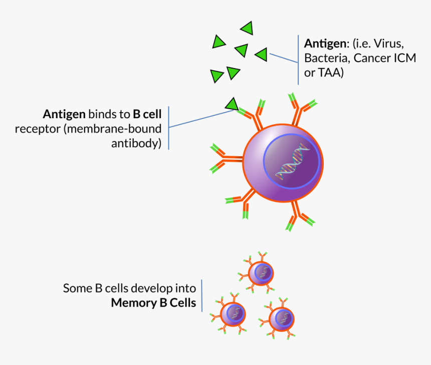Memory B Cells Clipart, HD Png Download , Transparent Png Image - PNGitem