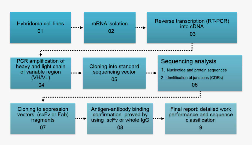 Flow Chart Of Methodology Used For Sequencing Of Hybridoma - Flow Chart ...