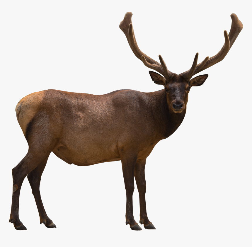 Elk, HD Png Download , Transparent Png Image - PNGitem