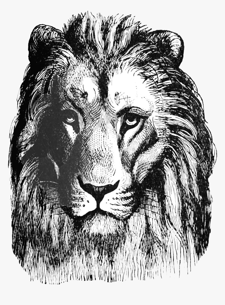 Lion Drawing Png No Background, Transparent Png , Transparent Png Image ...