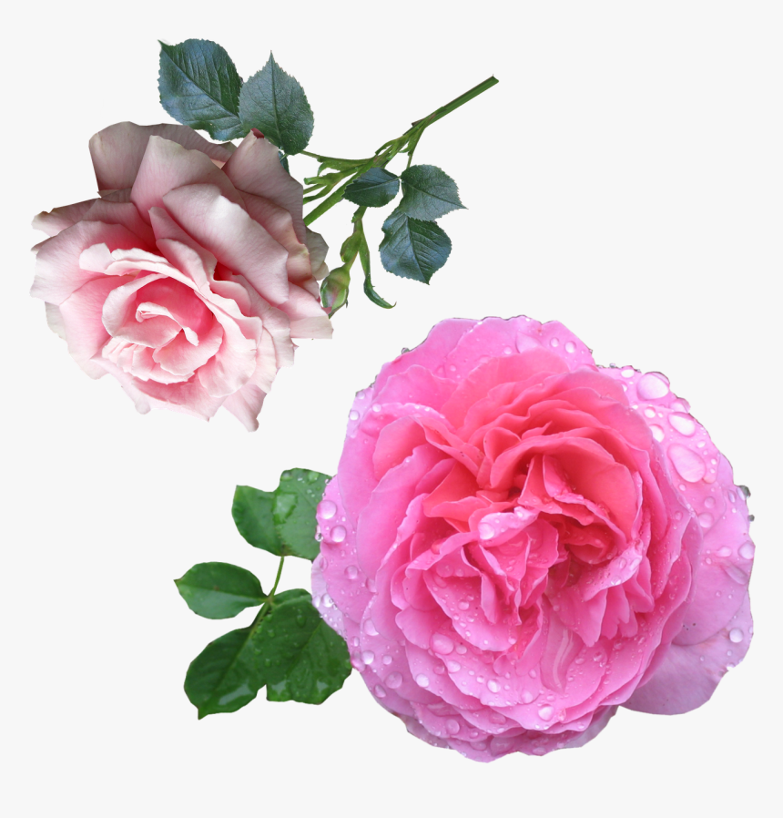 Transparent Tumblr Rose Png - Png Images Roses Hd, Png Download ...