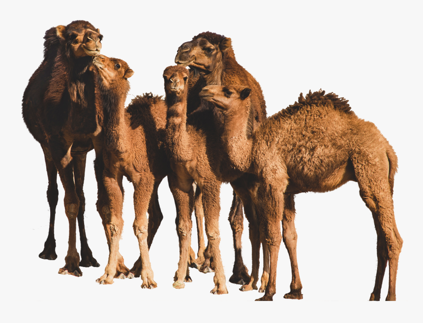 Sahara Dairy Co Organic Camel Milk Benefits - Iran Camels, HD Png ...