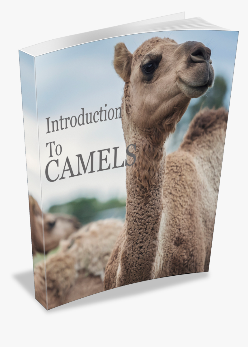 Introduction To Camels Book - Arabian Camel, HD Png Download ...