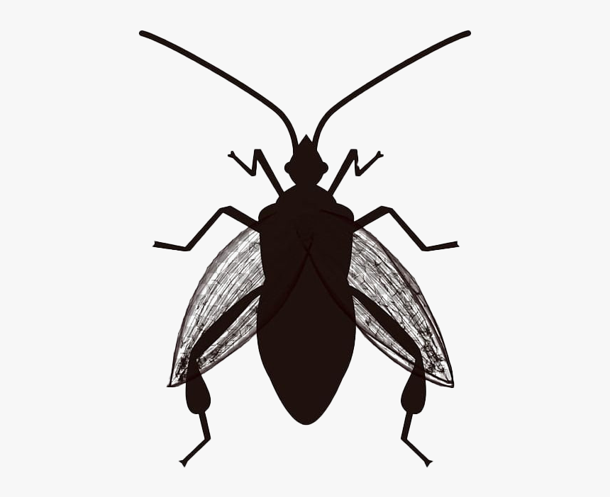 True Bug Insect Png Clipart - Vector Image Of A Bug Svg, Transparent ...