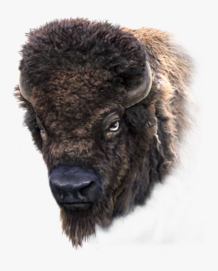 Lupus Ribbon Png, Transparent Png , Transparent Png Image - PNGitem