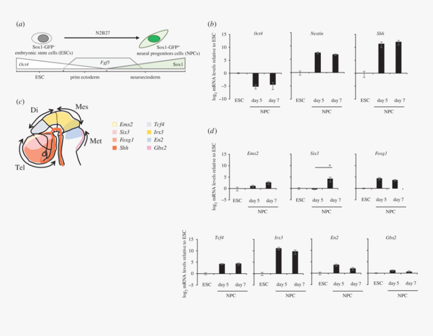 Sonic Hedgehog Gene Enhancers Sbe6, HD Png Download , Transparent Png ...