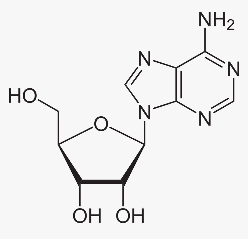 Http - //upload - Wikimedia - - Svg/1113px-adenosin - Adenosine ...