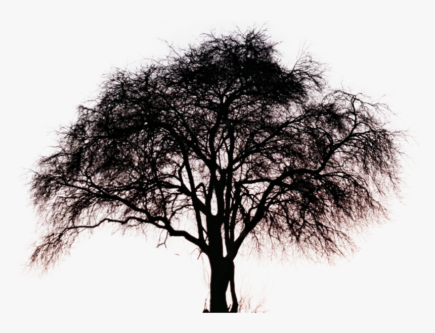 God Is Tree Of Life, HD Png Download , Transparent Png Image - PNGitem