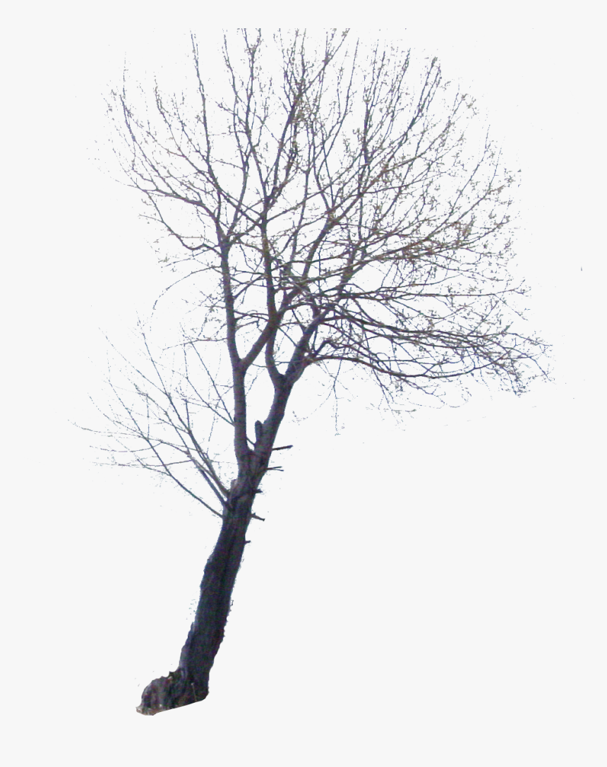 Arbre Png, Transparent Png , Transparent Png Image - PNGitem