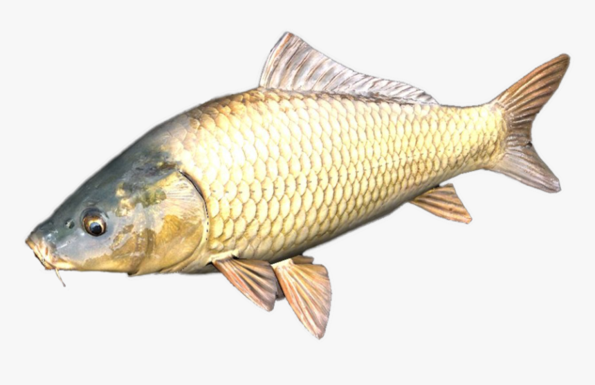 Common Carp Png, Transparent Png , Transparent Png Image - PNGitem