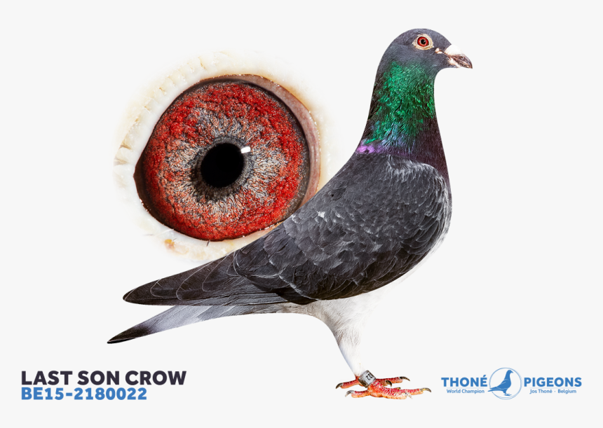 Grouse, HD Png Download , Transparent Png Image - PNGitem