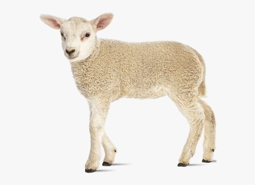 Oregon Sheep Commission - Sheep, HD Png Download , Transparent Png ...