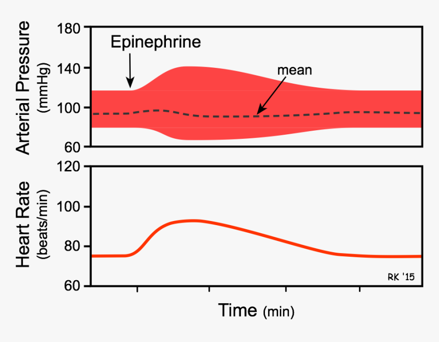 Adrenaline Blood Pressure, HD Png Download , Transparent Png Image ...
