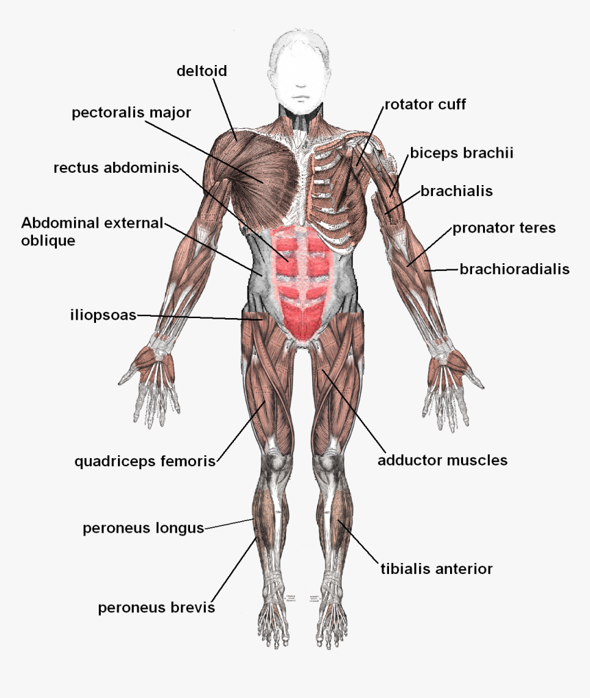 Skeletal System Muscles, HD Png Download , Transparent Png Image - PNGitem
