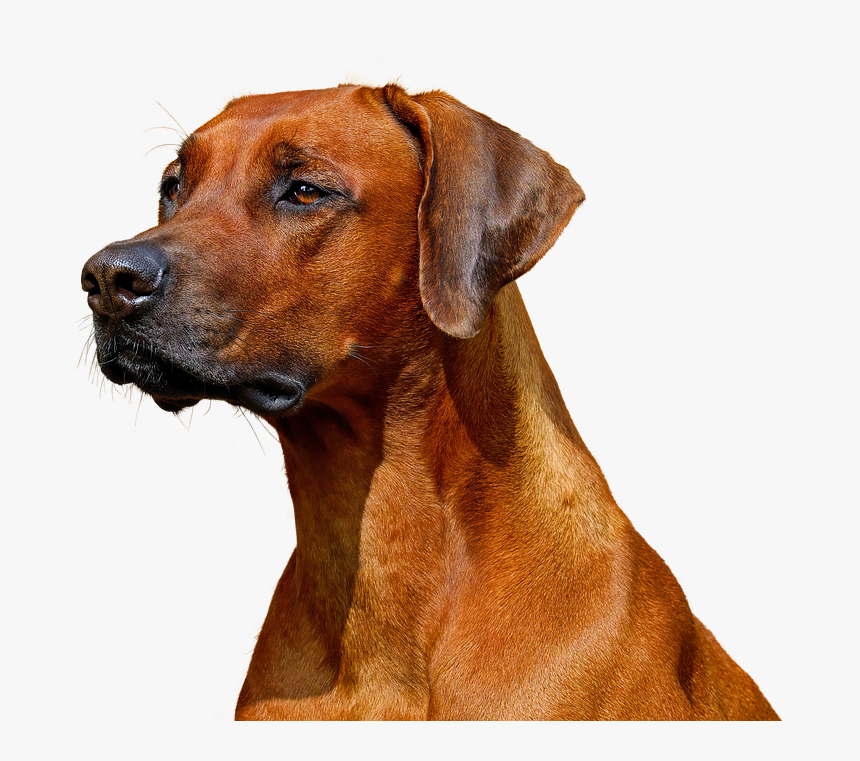 Rhodesian Ridgeback Lying Down Transparent Background, HD Png Download ...