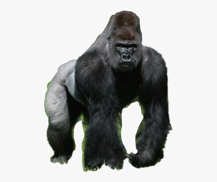 #silverback - Gorilla Png Transparent, Png Download , Transparent Png ...