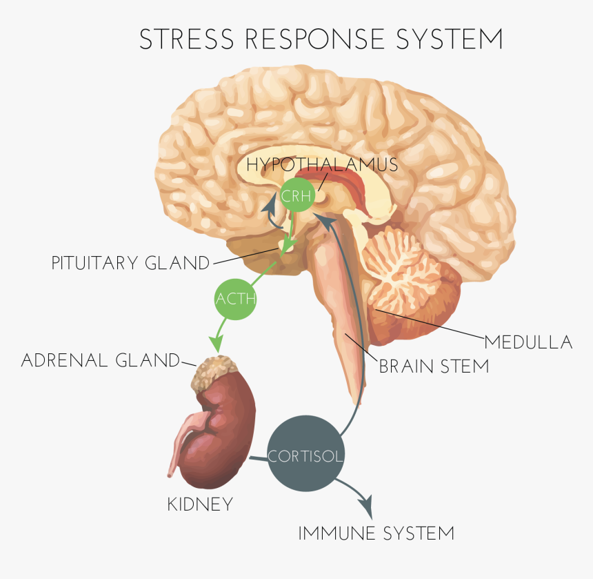 Hormones And Stress - Brain Stress Response System, HD Png Download ...