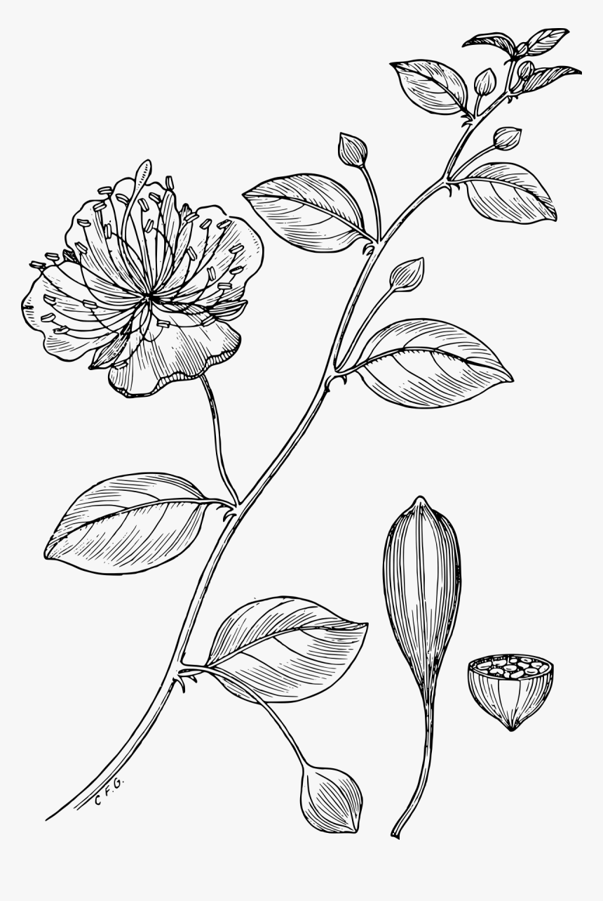 Caper Vector Black And White, HD Png Download , Transparent Png Image ...