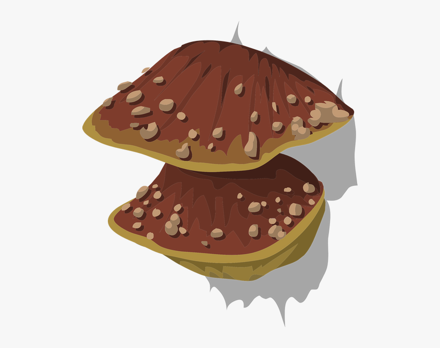 Fungus, HD Png Download , Transparent Png Image - PNGitem