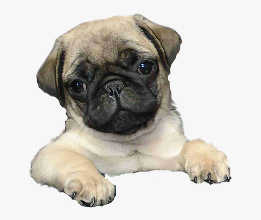#tumblr #dog #mops, HD Png Download , Transparent Png Image - PNGitem