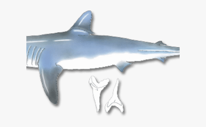 Requiem Shark, HD Png Download , Transparent Png Image - PNGitem