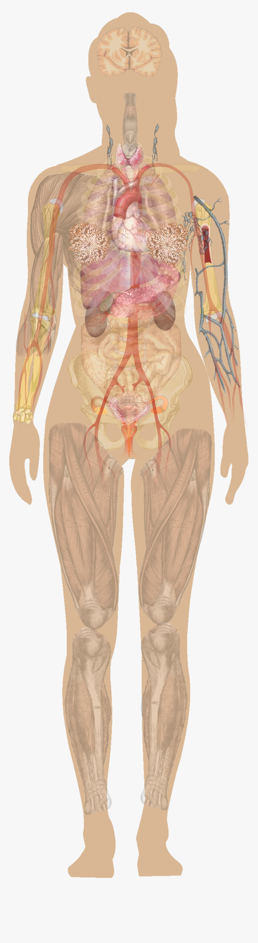 Transparent Muscular System Png - Human Diagram Without Labels, Png ...