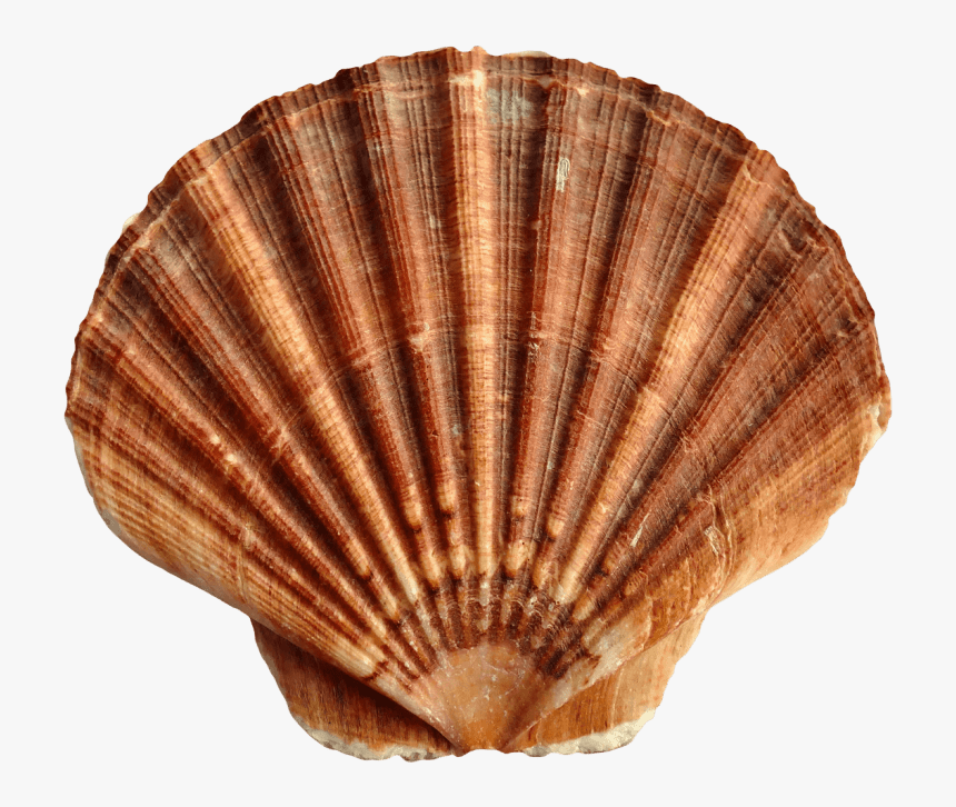 Shell Clipart Red Sea - Transparent Background Seashells Png, Png ...