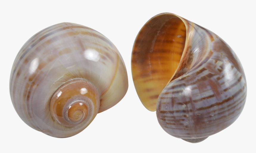 Cherry Land Snail Striped - Baltic Clam, HD Png Download , Transparent ...
