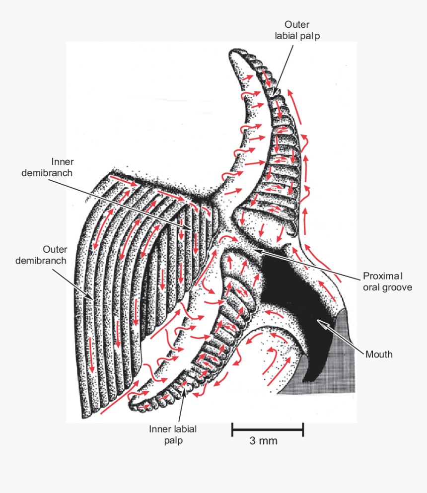 Drawing, HD Png Download , Transparent Png Image - PNGitem