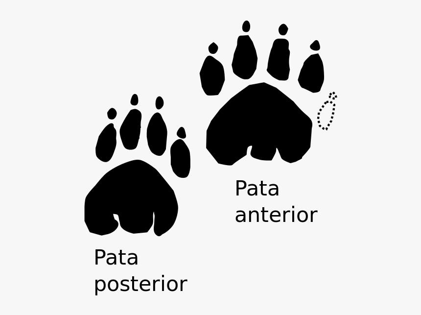 Tiger Footprints, HD Png Download , Transparent Png Image - PNGitem