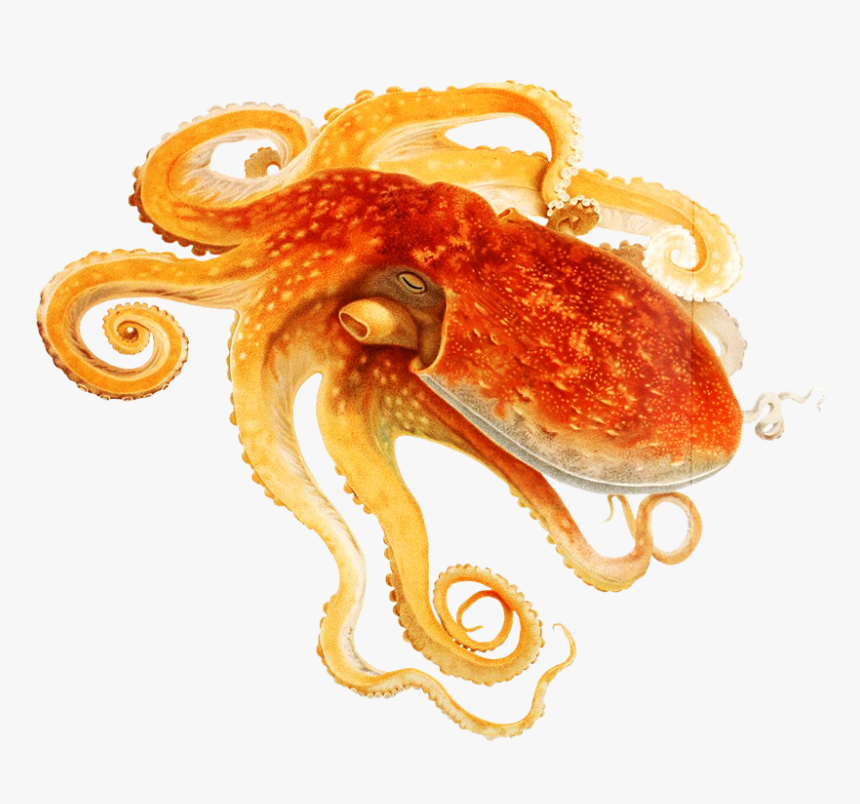 Octopus Illustration - Curled Octopus, HD Png Download , Transparent ...