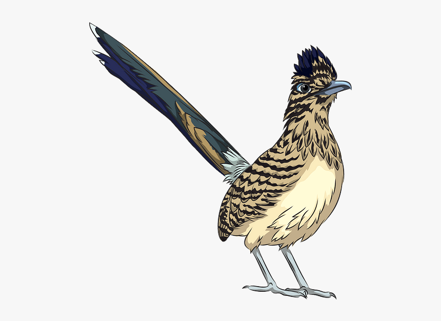 Roadrunner, HD Png Download , Transparent Png Image - PNGitem