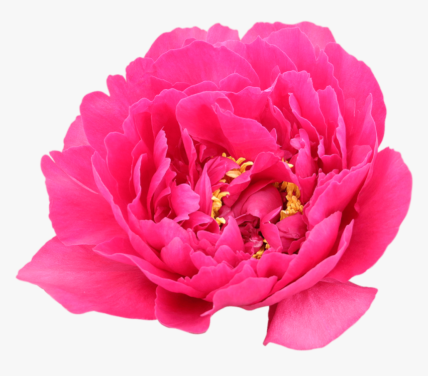 Buy Pink Peonies - Common Peony, HD Png Download , Transparent Png ...