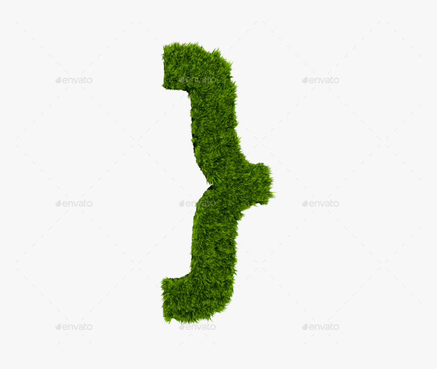 Thuya, HD Png Download , Transparent Png Image - PNGitem